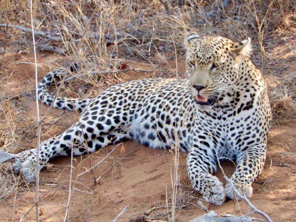 The Perfect South African Safari - World Wide Honeymoon