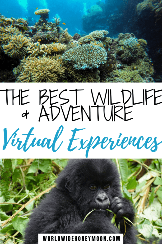 The 12 Best Wildlife and Adventure Virtual Tours - World Wide Honeymoon