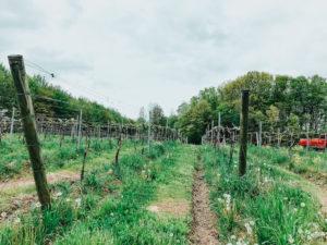 Geneva Wineries Ultimate Guide & Day Trip (With Local Tips!) - World ...