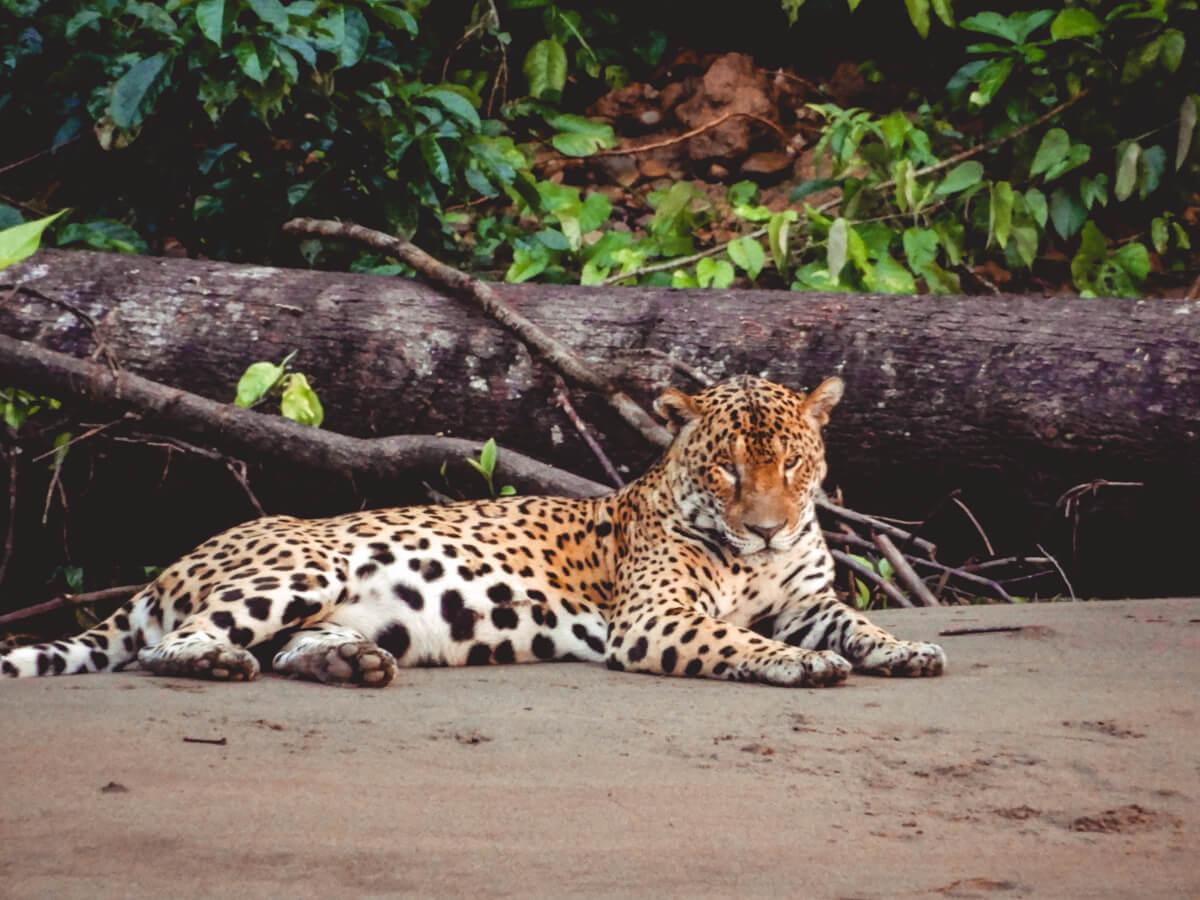 Top 10 Bucket List Wildlife Encounters - World Wide Honeymoon