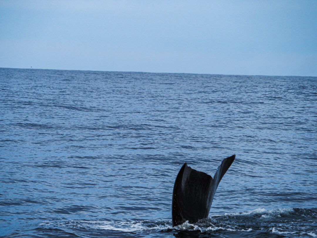 21 Best Things to Do in Rincon Puerto Rico - World Wide Honeymoon