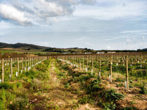 Ultimate Franschhoek Wine Tram Guide: Best Route, When to Visit, and ...