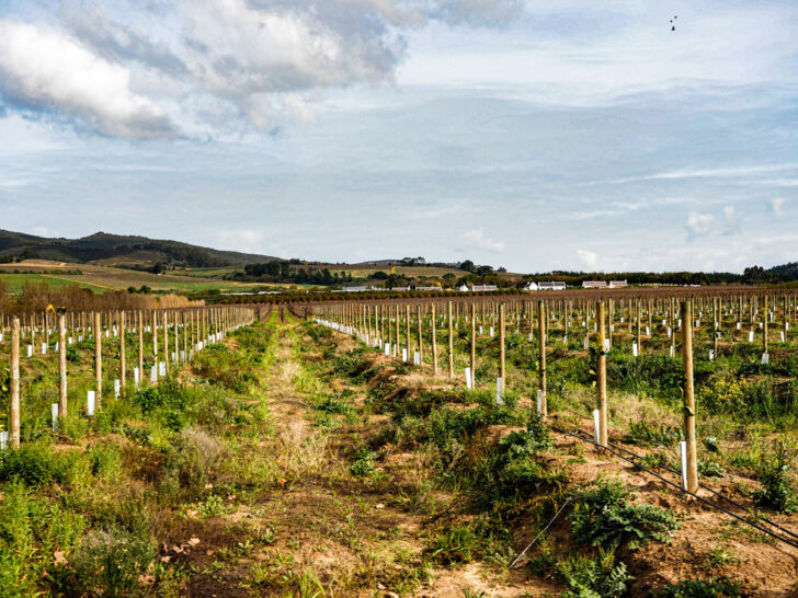 Ultimate Franschhoek Wine Tram Guide: Best Route, When to Visit, and ...