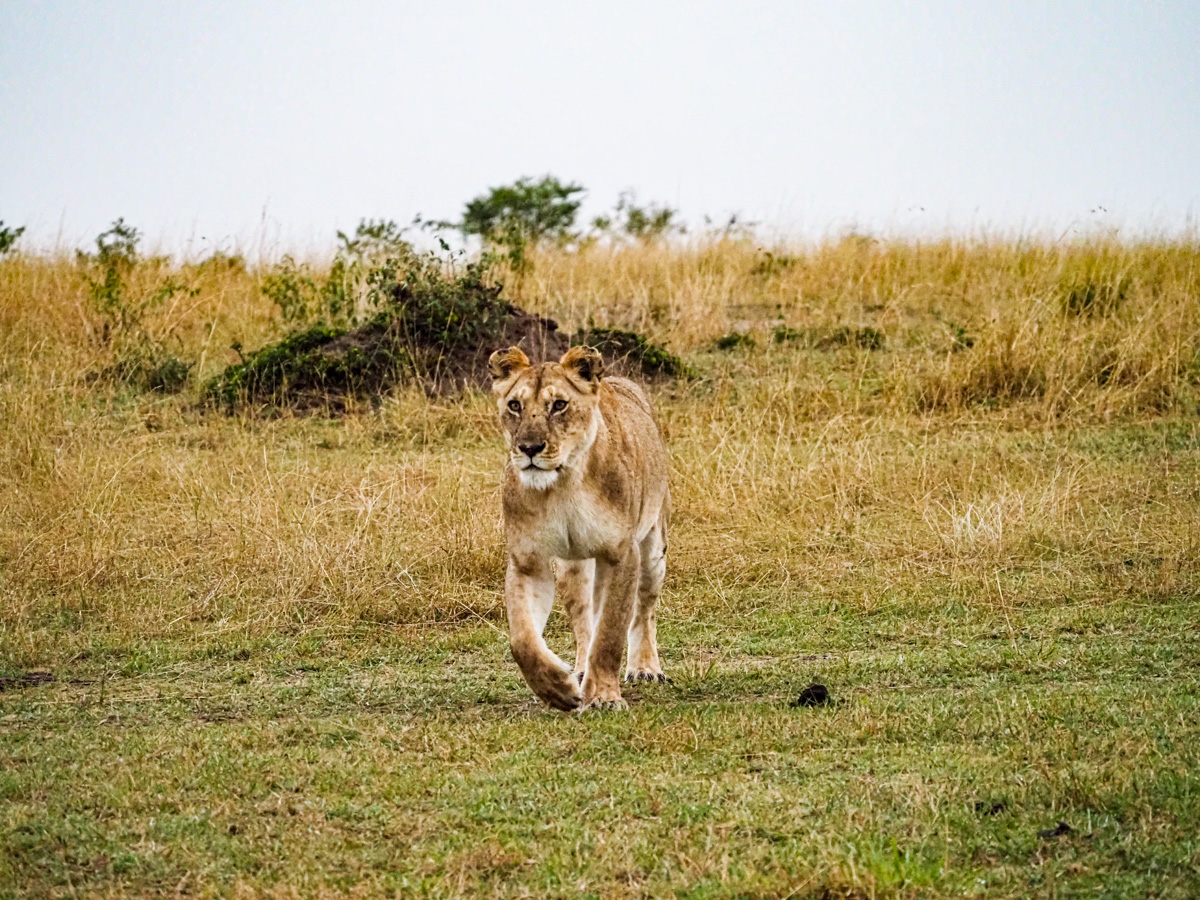 Ultimate Masai Mara Safari Guide & Masai Mara Itinerary - World Wide Honeymoon